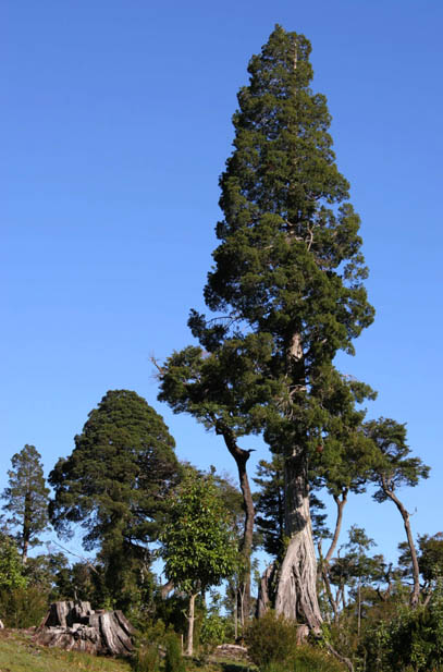 Argentina nativa: Alerce (Fitzroya cupressoides)