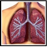 Sahabat Sejati : Paru-Paru (Pulmo)