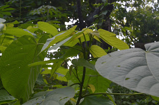 Herbal Daun Paliasa Untuk Berbagai Penyakit dalam yang Mujarab ...