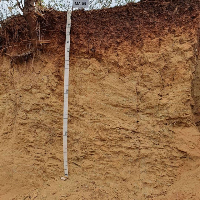 Onde as Plantas Crescem - Luvissolos