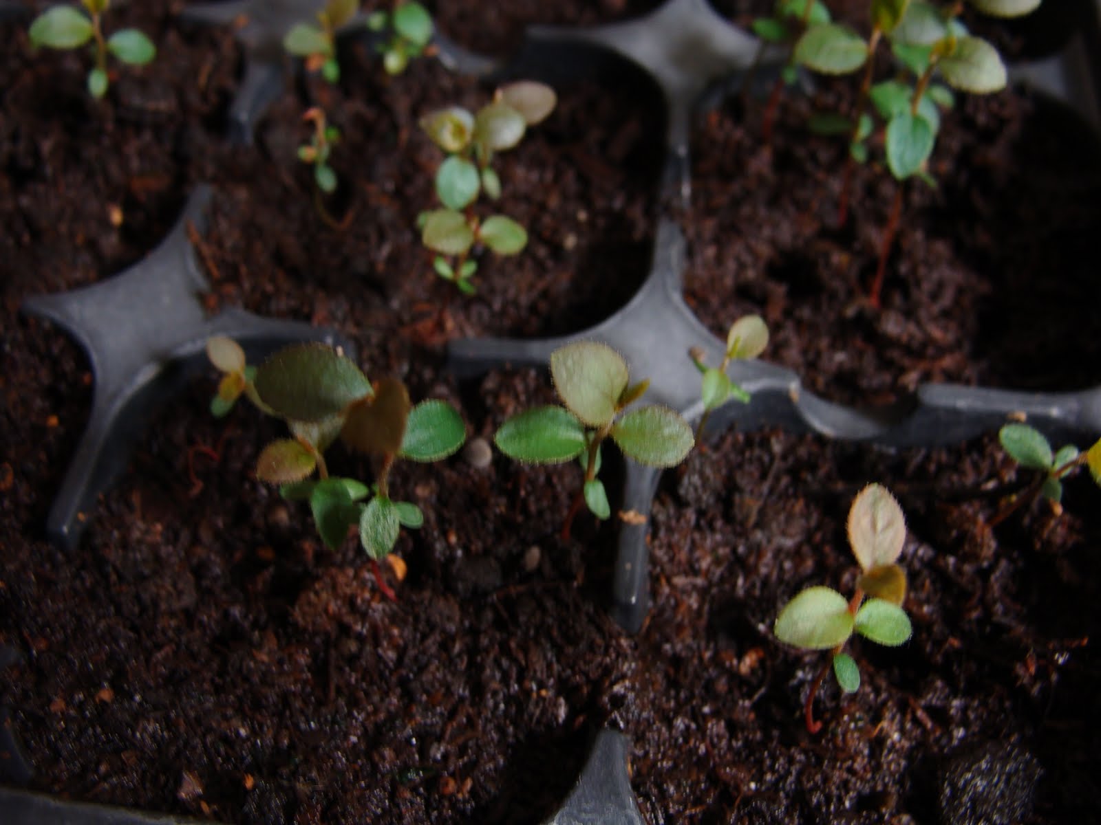 Steve's garden: Over-view of blueberries