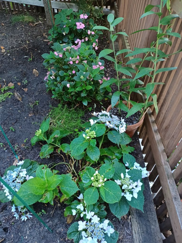 Future Plants by Randy Stewart: Hydrangea - Other Species