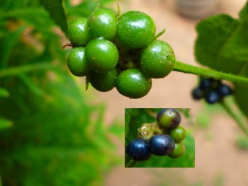 Wild Lantana-Verbenas-Baloliya | SL Flora