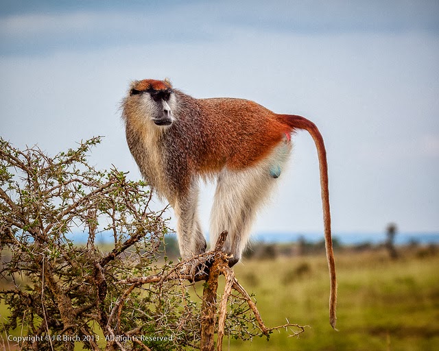 Kera Patas - Primata Tercepat di Dunia | Pos Hari Ini