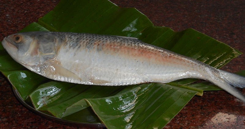 Citizen Journalist: A 4-Kg hilsa fish sold for Rs 22,000 in Kolkata