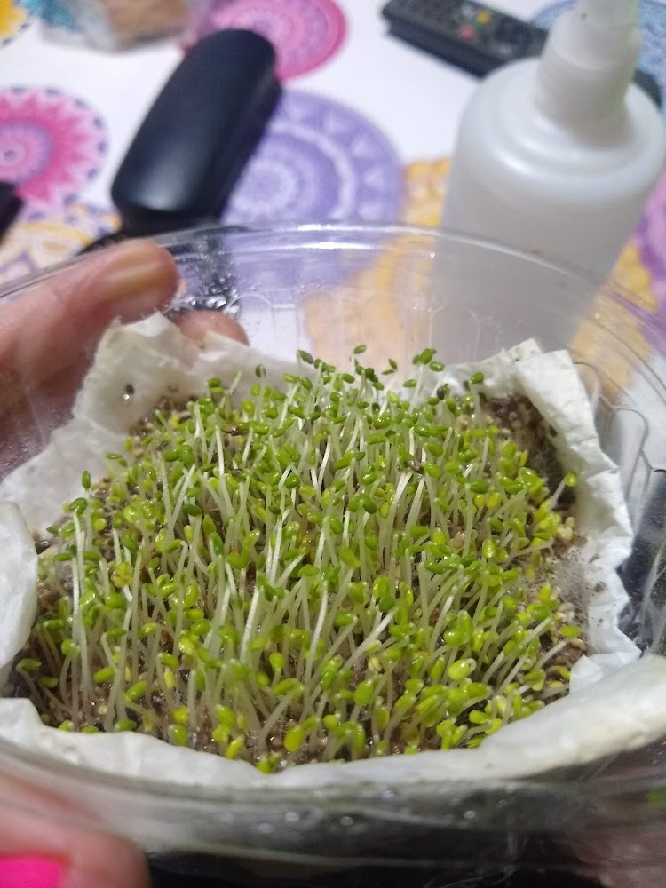 Brote o germinado de Semillas de chia