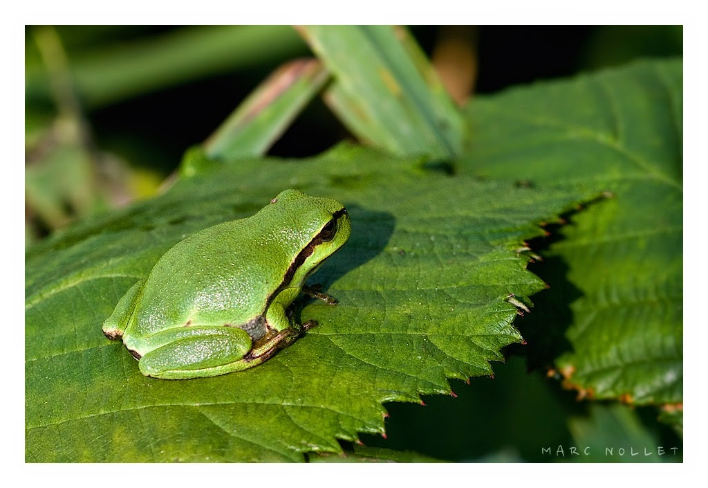 What a Wonderful World!: De boomkikker