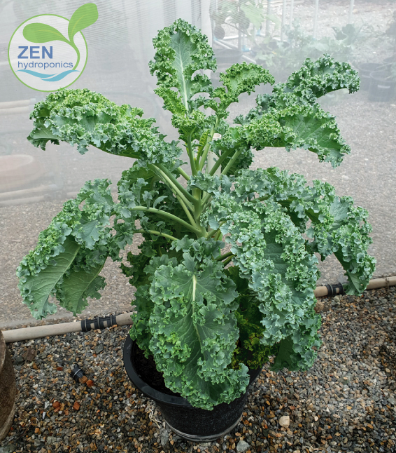 ZEN HYDROPONICS: คะน้าใบหยิกสีเขียว (Green Kale / Kale Winterbor F1)