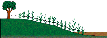 #146 Assessing species diversity | Biology Notes for A level