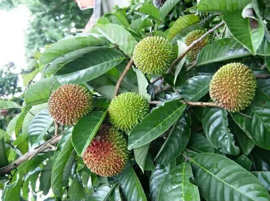 Jual Bibit Tanaman Rambutan Rafiah Super - alphaspin010 Jual Bibit Tanaman Rambutan Rafiah Super - alphaspin010