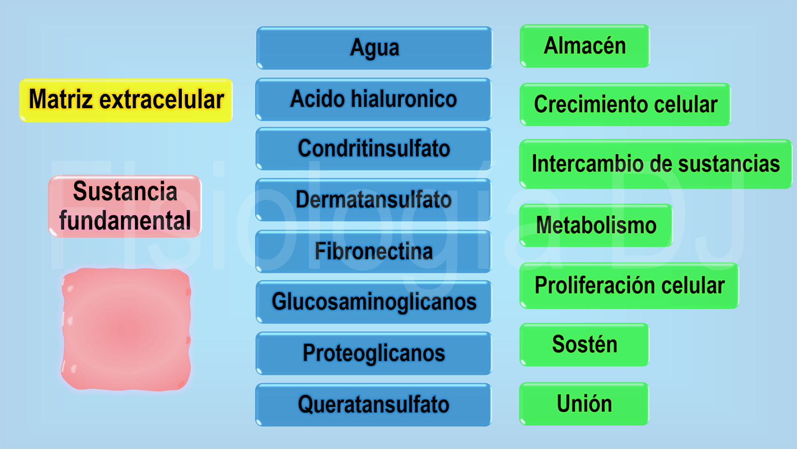 Fisiología Dj Tejido Conectivo Tejido Conectivo Características Tejidos Del Cuerpo Humano
