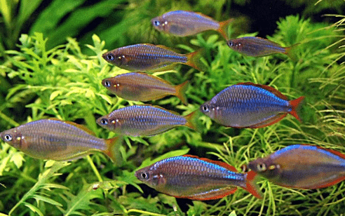 Ikan Rainbow - 6 Jenis Ikan Rainbow Dengan Cara Merawat dan Budidayanya ...