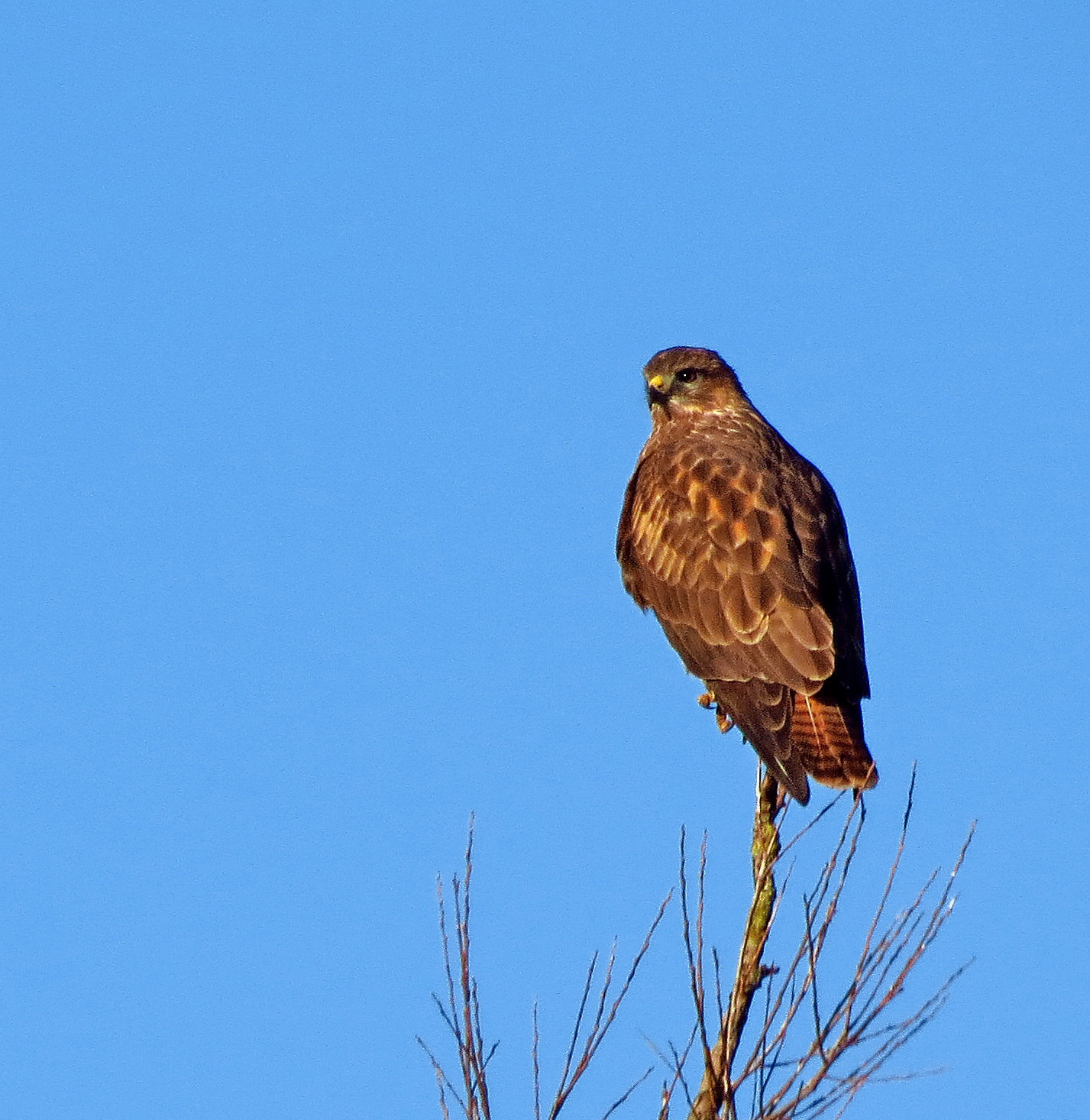 Hedgeland Tales: Common Buzzard
