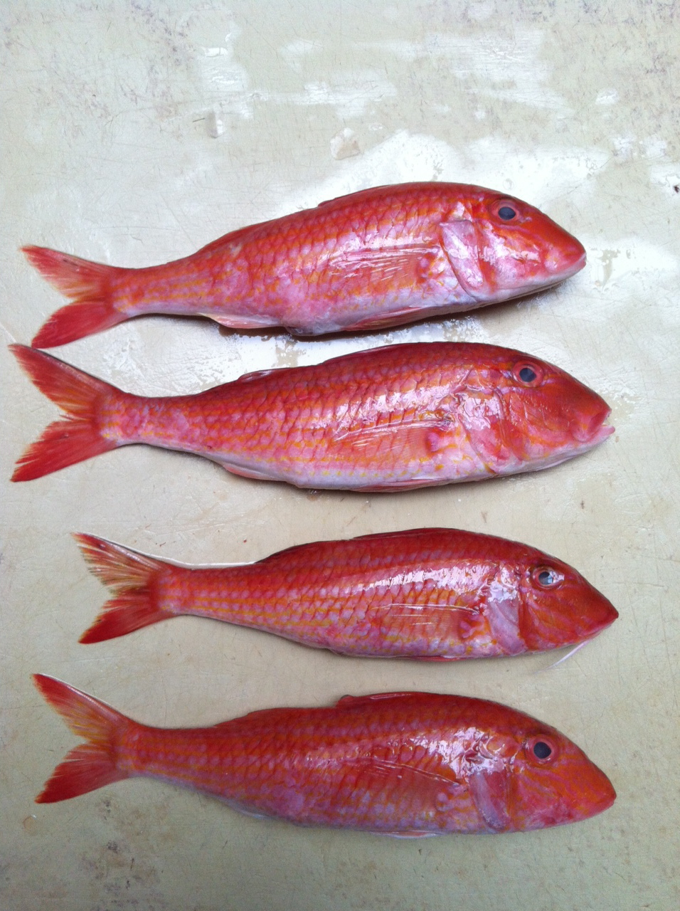 The Edible Ocean Delicious Little Fish the-edible-ocean-delicious-little-fish