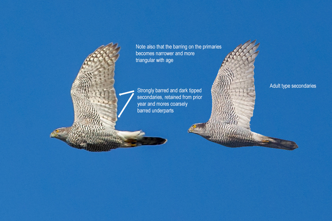 Wildlife Diaries: Northern Goshawk flight identification and ageing in ...