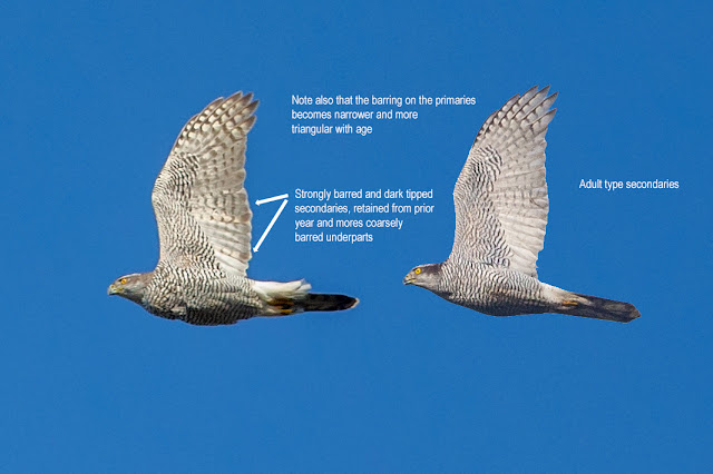 Wildlife Diaries: Northern Goshawk flight identification and ageing in ...