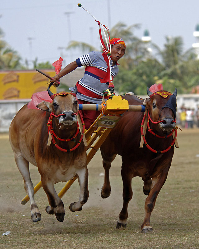 Karapan Sapi (Cow Race) - Indonesian Cultures