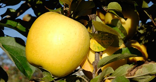 りょくけんだより