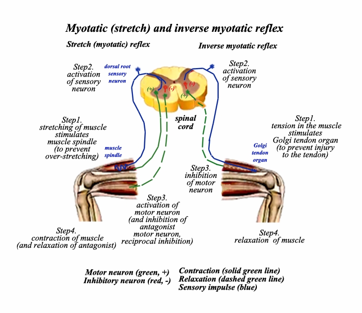 Self-Coaching Master: How long to hold a yogic stretching pose? ...prep ...