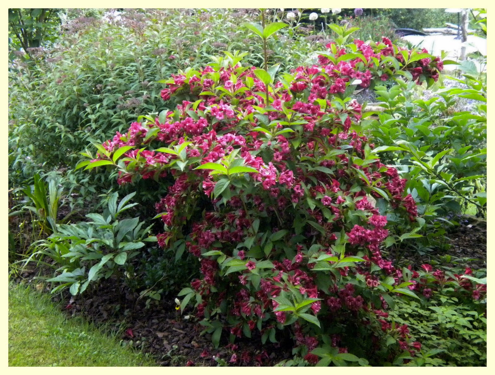 .: Weigela Florida.