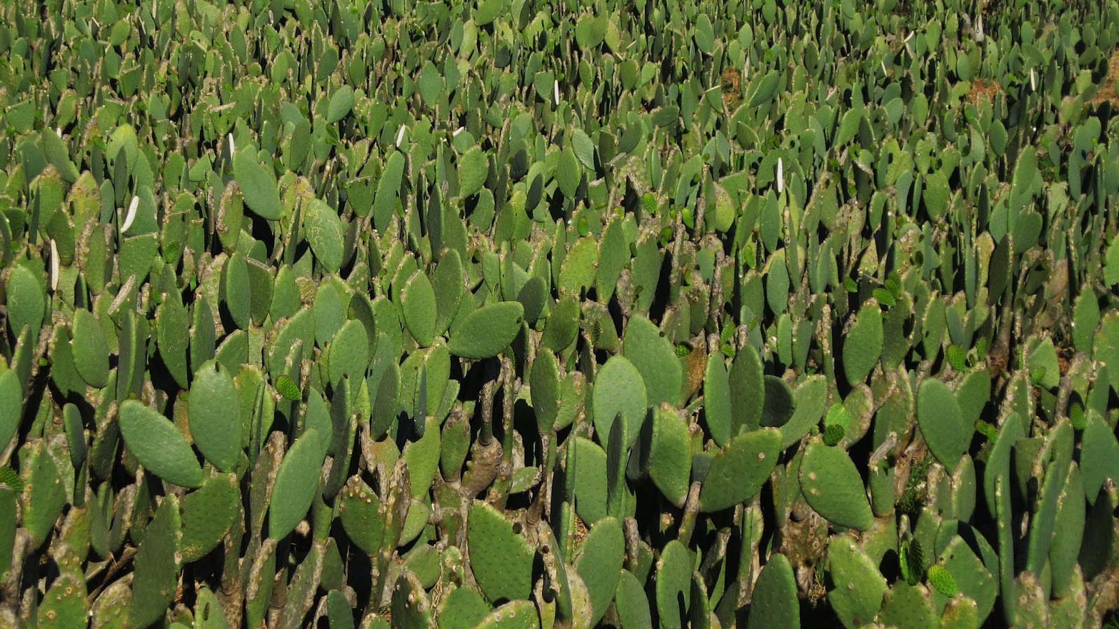 Mix Informativo CDMX: EL MERCADO DEL NOPAL DE MILPA ALTA Y LA ...