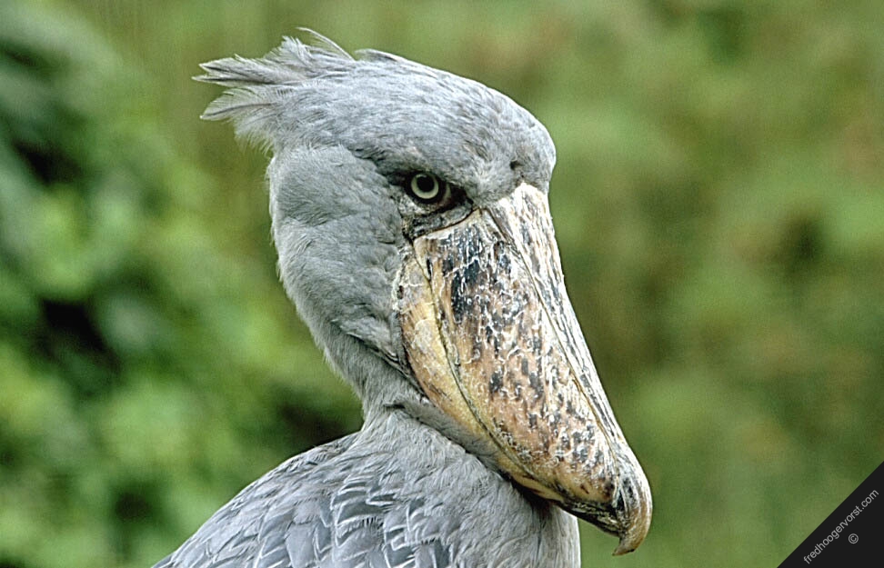 Shoebill | The Life of Animals