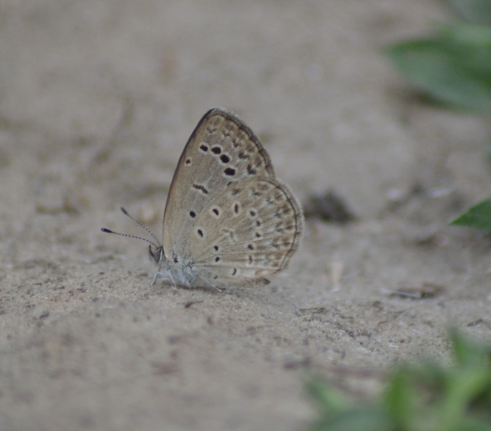 WWF-MSO: List of Sightings during nature camp to Jasrota, Nandini ...