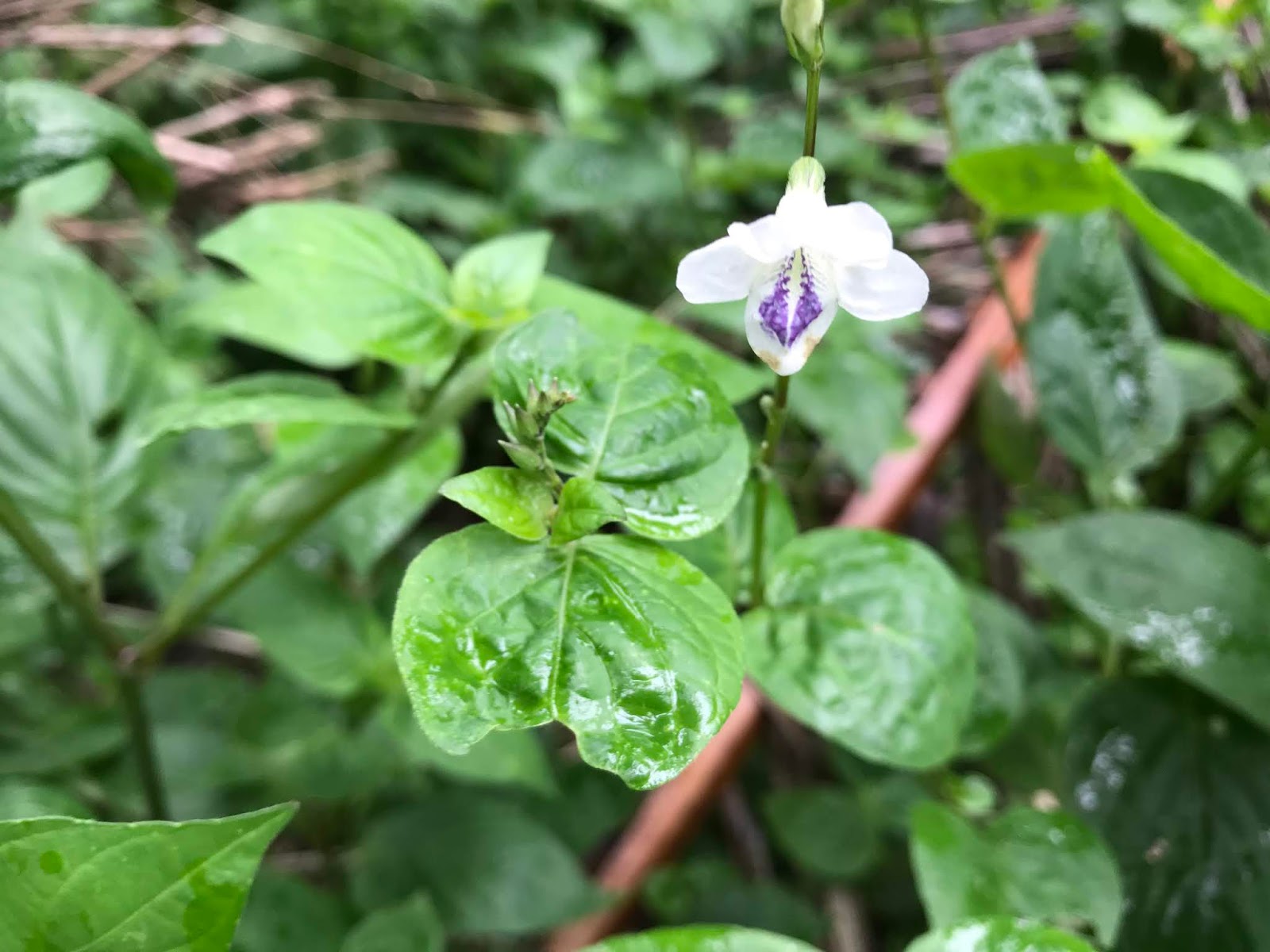 新/马草药自然医学: 宽叶十万错功效与作用.Asystasia Gangetica uses. pokok Ara songsang.