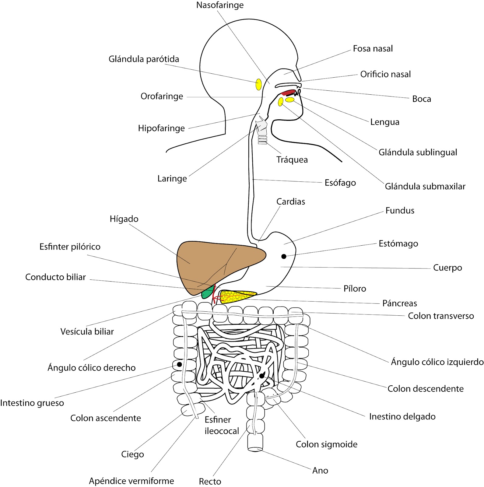 el moderno prometeo: Anatomía básica del aparato digestivo
