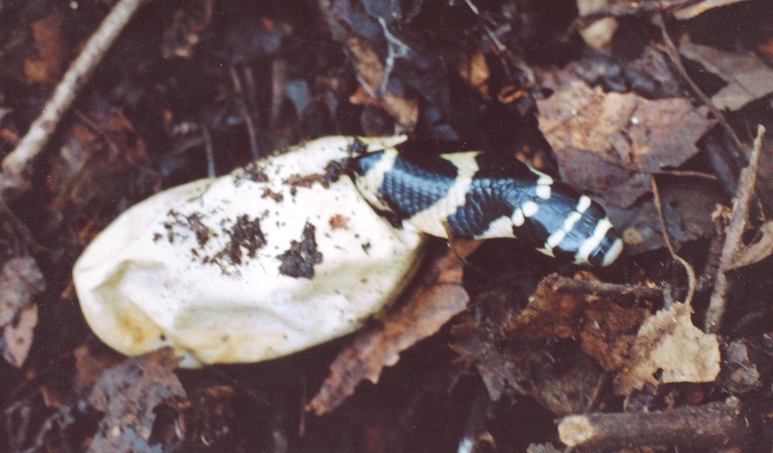WILDLIFE CRIME AND CONSERVATION : KING COBRA NESTS AGAIN IN NAINITAL