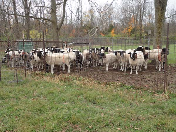 Ewe Chicks and a Llama: Working Sheep -- All Day Long
