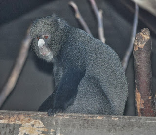 ZOOTOGRAFIANDO (6.100 ANIMALS): CERCOPITECO DE NARIZ BLANCA / PUTTY ...