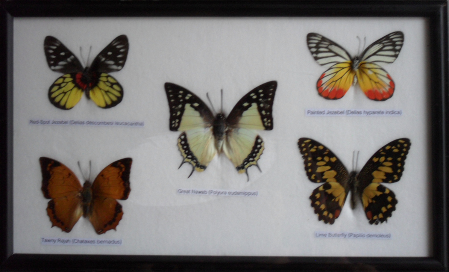 Thailand Insects &Butterflies frame: Real 5 Beautiful Mounted Framed ...