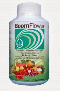 BOOM FLOWER