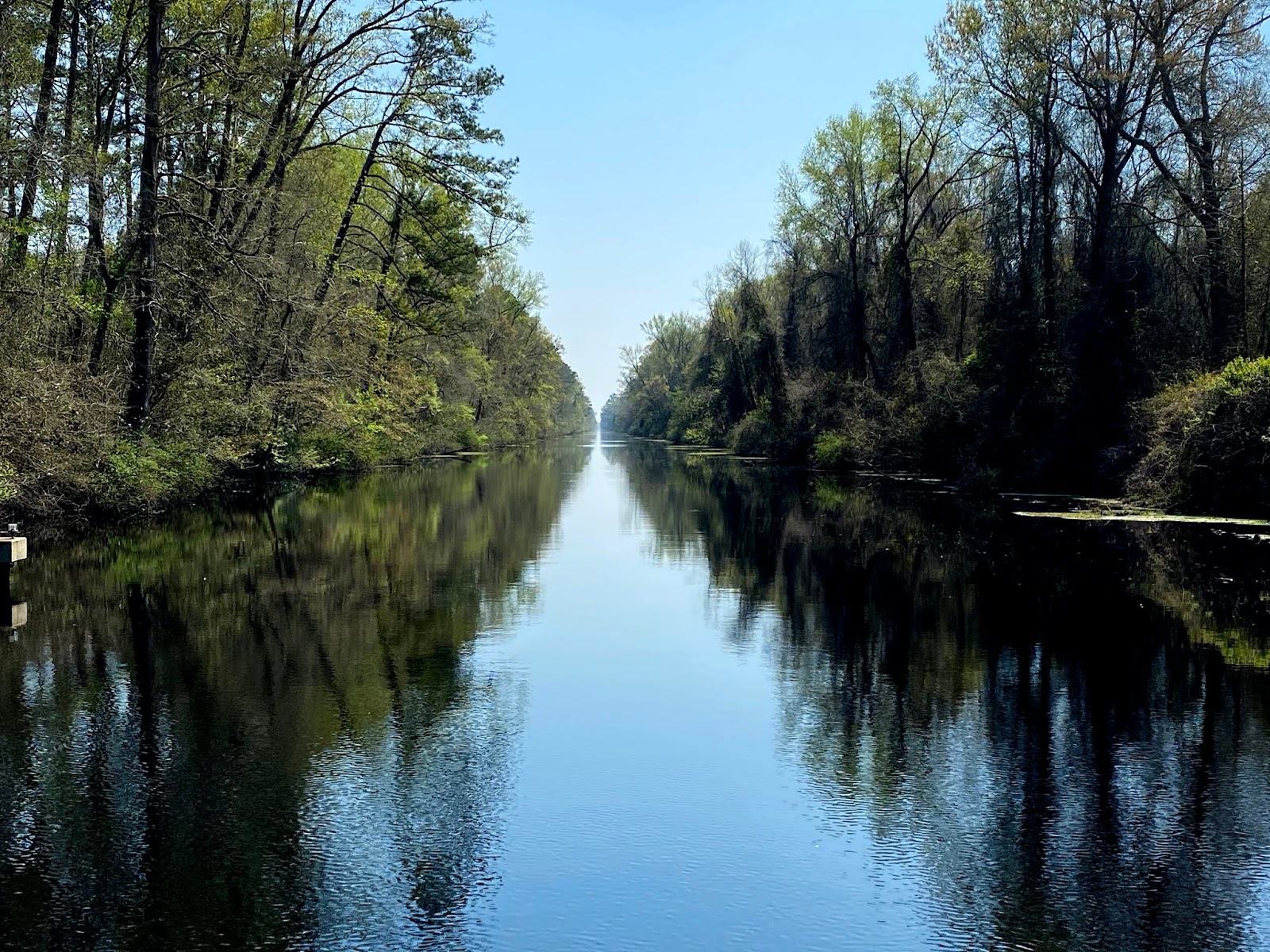 The Log Of Spartina Distancing Along The Dismal Swamp Canal the-log-of-spartina-distancing-along-the-dismal-swamp-canal