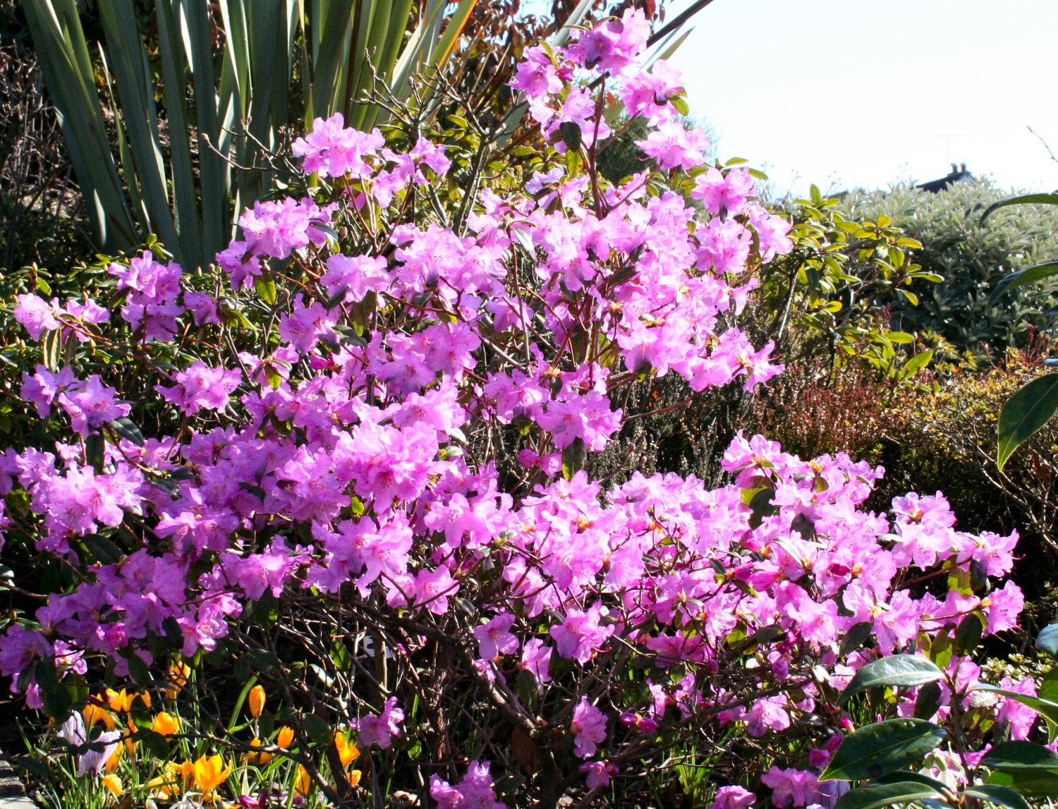 Scottish Artist and his Garden: Rhododendrons and Azaleas
