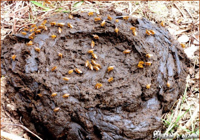 Mutasd a szarod!-------: Erdei szar