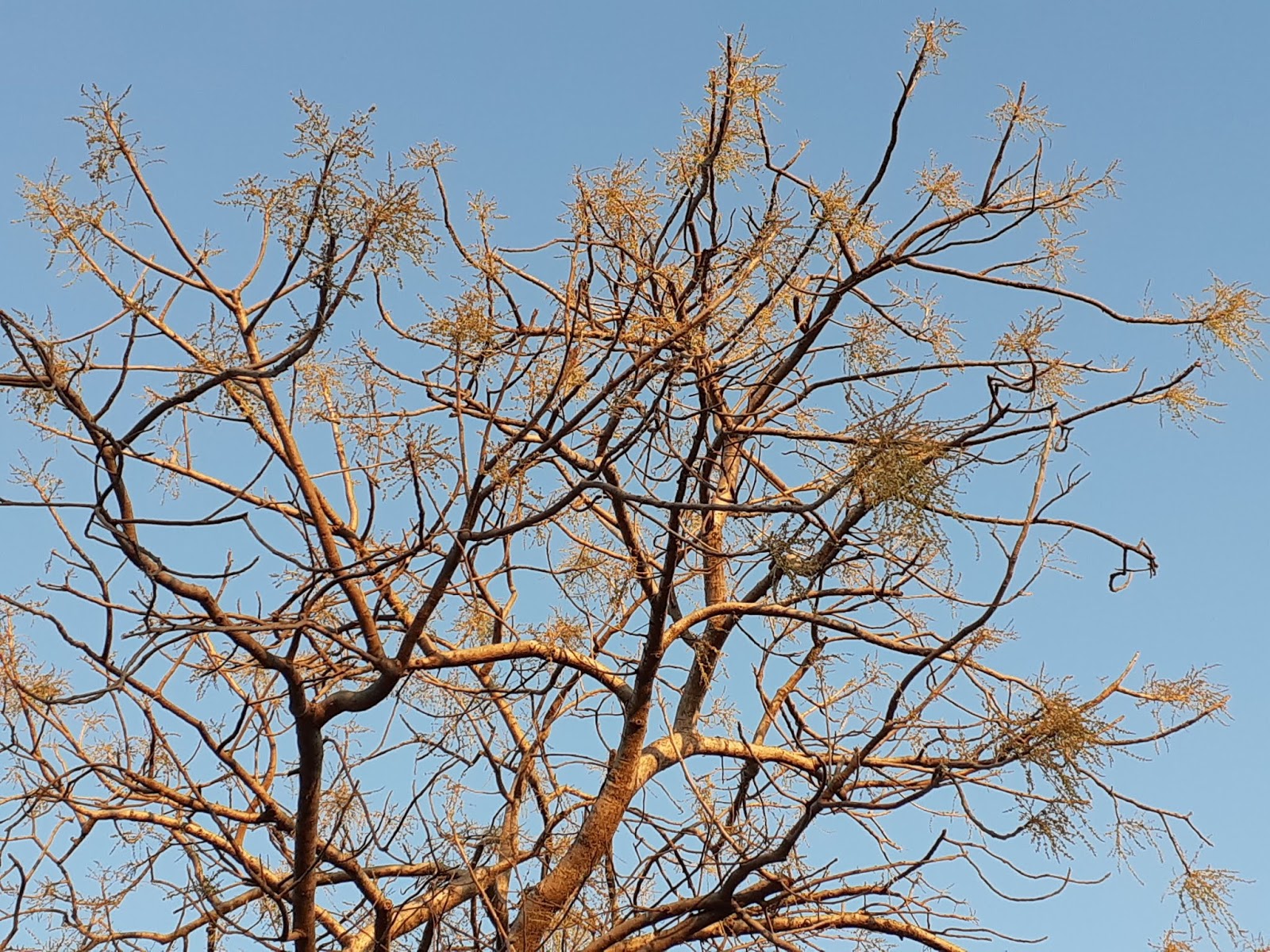 Spice of Life!: Wispy (ThursdayTreeLove)