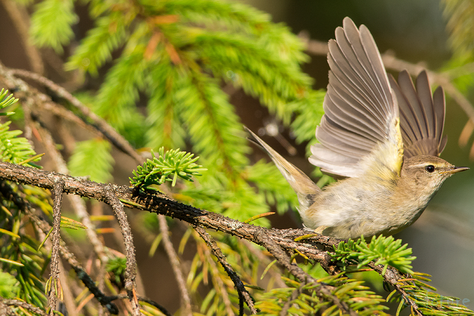 Foture: Väike-lehelind, Phylloscopus collybita