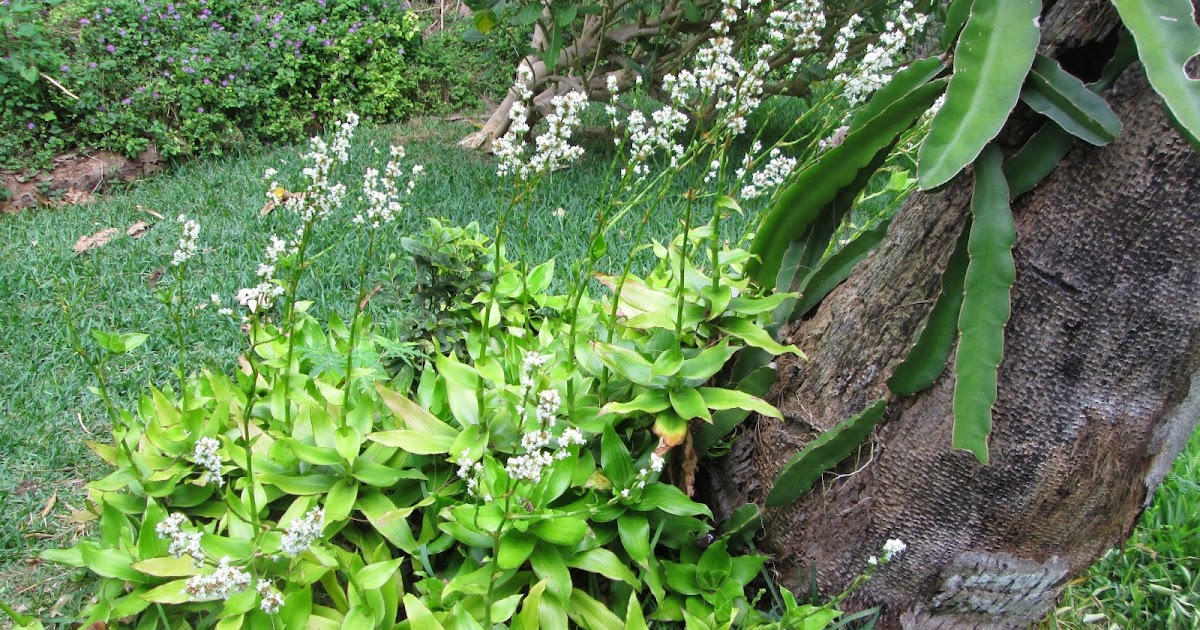 Garden Notes from Hawaii: CALLISIA FRAGRANS