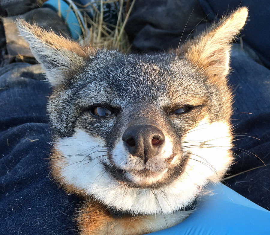Friends of the Island Fox