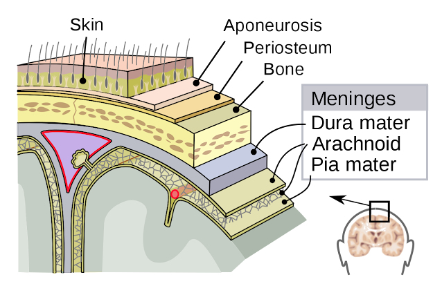 Simple Anatomy: Meninges Of Brain.