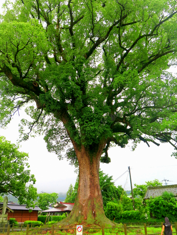 Eye in the Sky: The 620 Year Old Wisteria Tree of Kurogi (Yame City ...