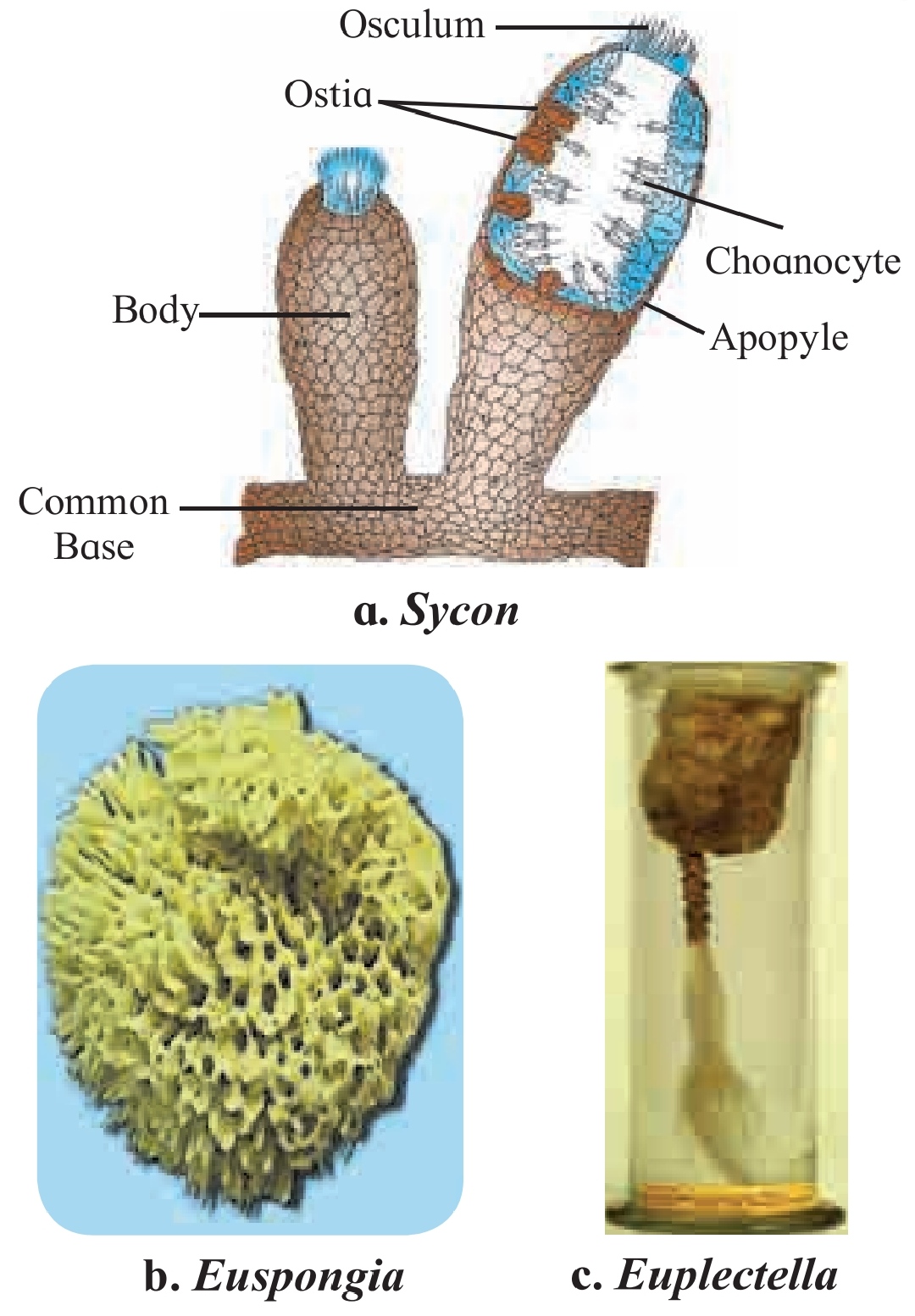 Biology - Kingdom Animalia - Full explanation