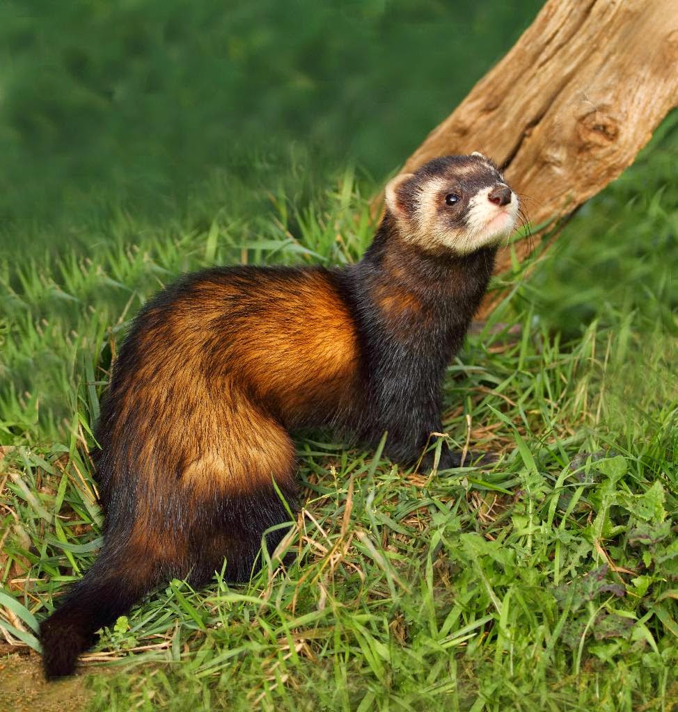 From a Tuscan Hillside: The Beasts of Le Ripe