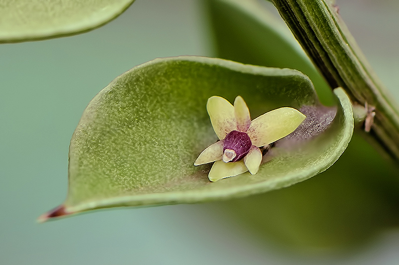 Flores y Paisajes de Asturias : Ruscus aculeatus (Rusco)