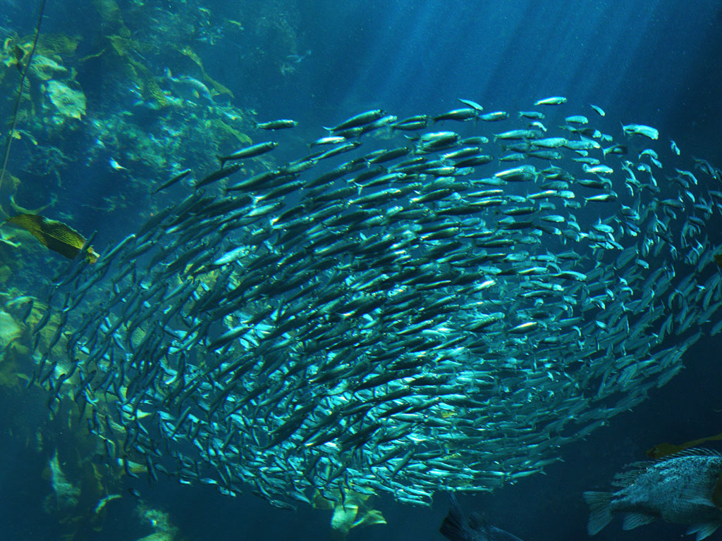 Alberto Arciniegas PEI: DEFINICIONES