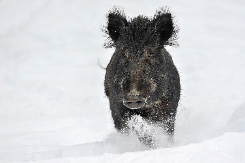 WILDLIFE GATEWAY: Chasses photographiques, par Serge LARDOS