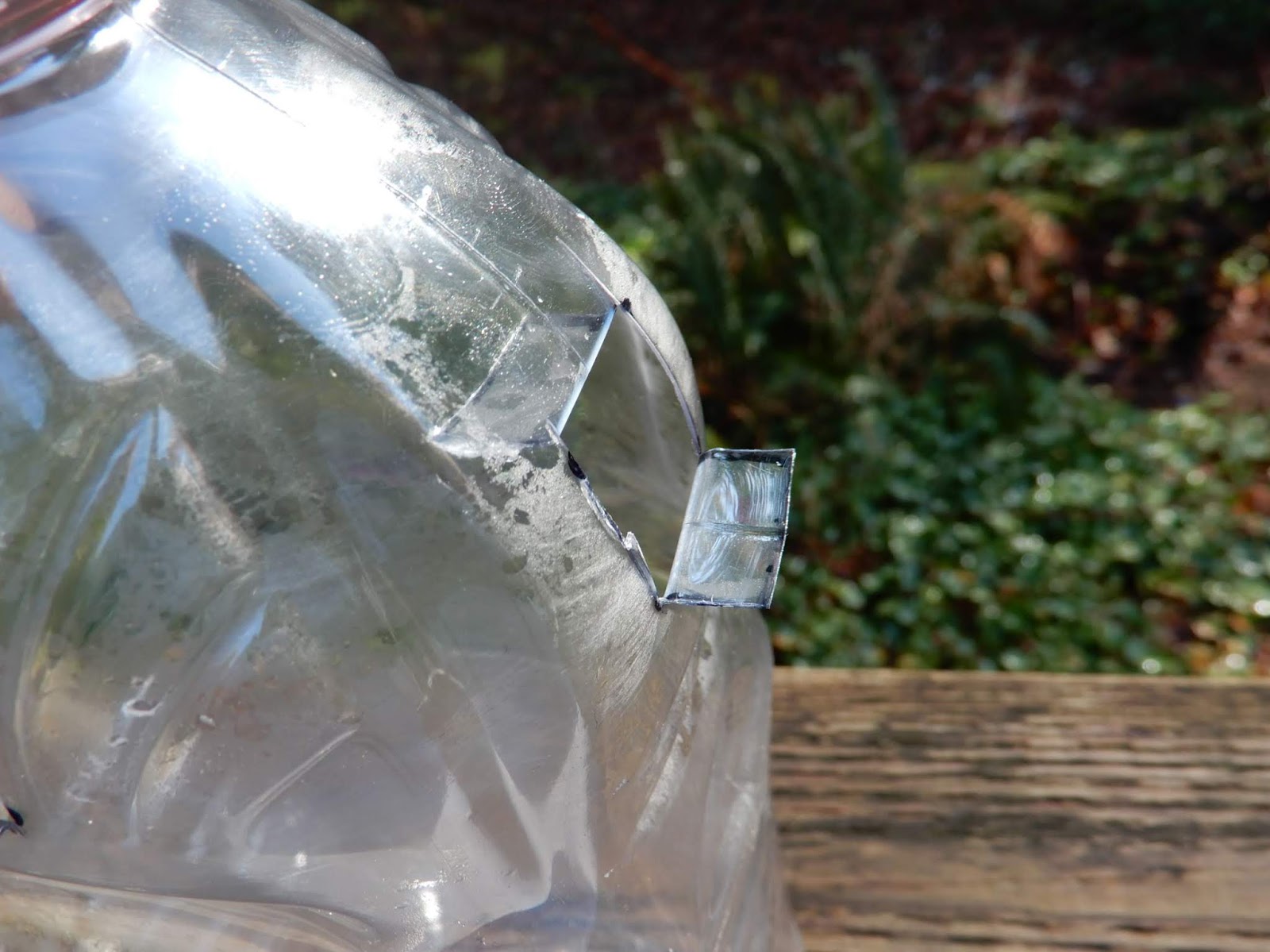 WSDA AgBriefs: Trapping for Asian giant hornets - 8 things to know