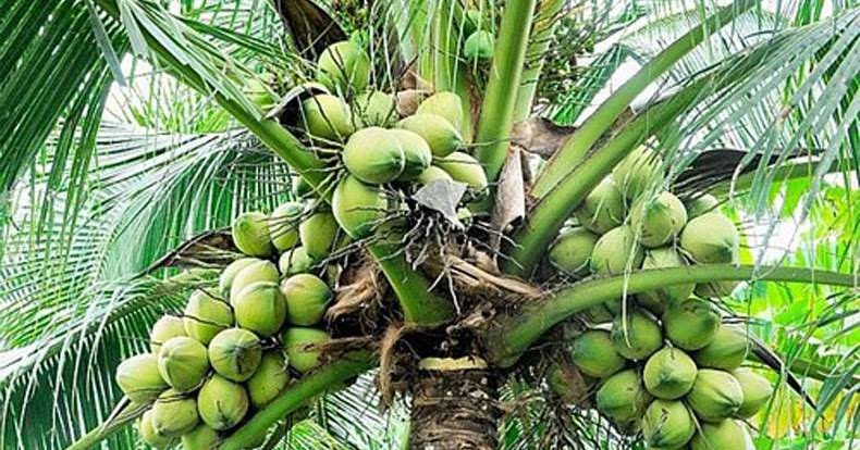 shiatoshi: How to Grow Coconut Trees